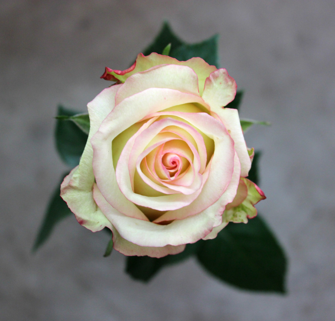Tormenta | Stevens and Son Wholesale Florist