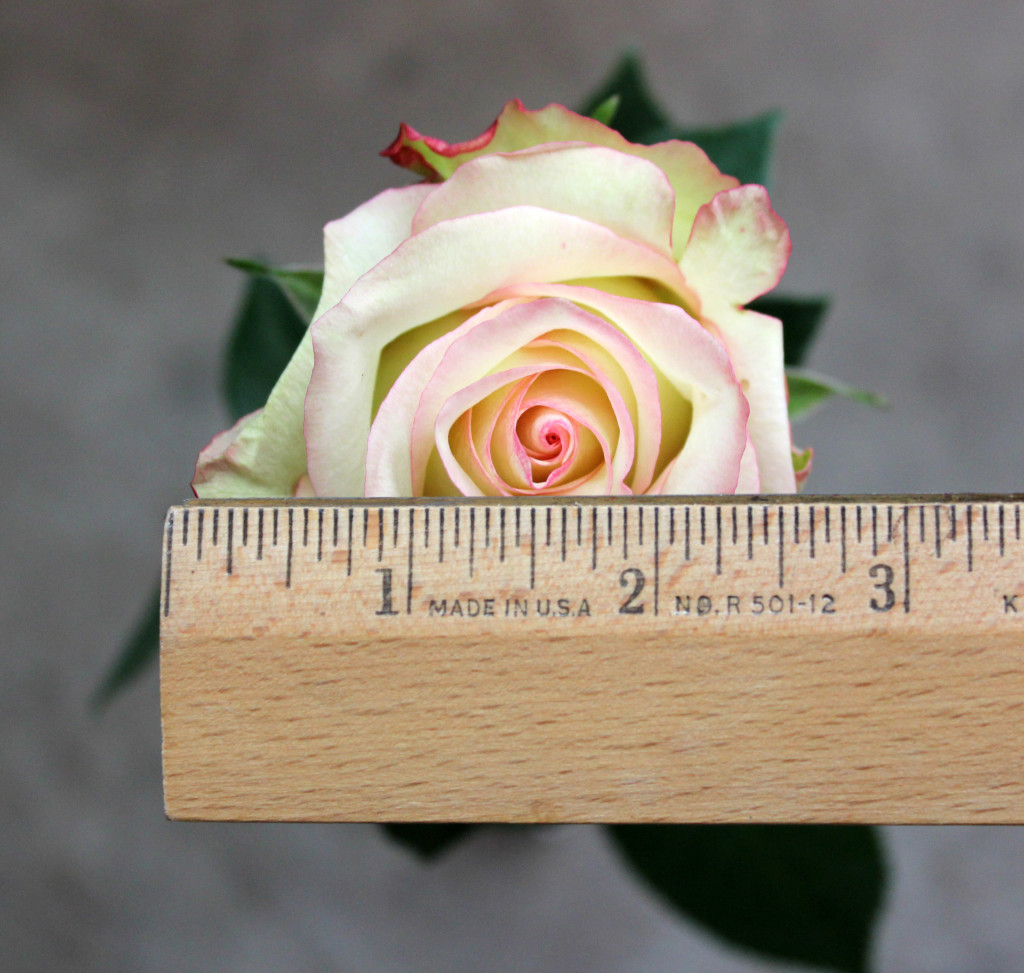 Tormenta | Stevens and Son Wholesale Florist