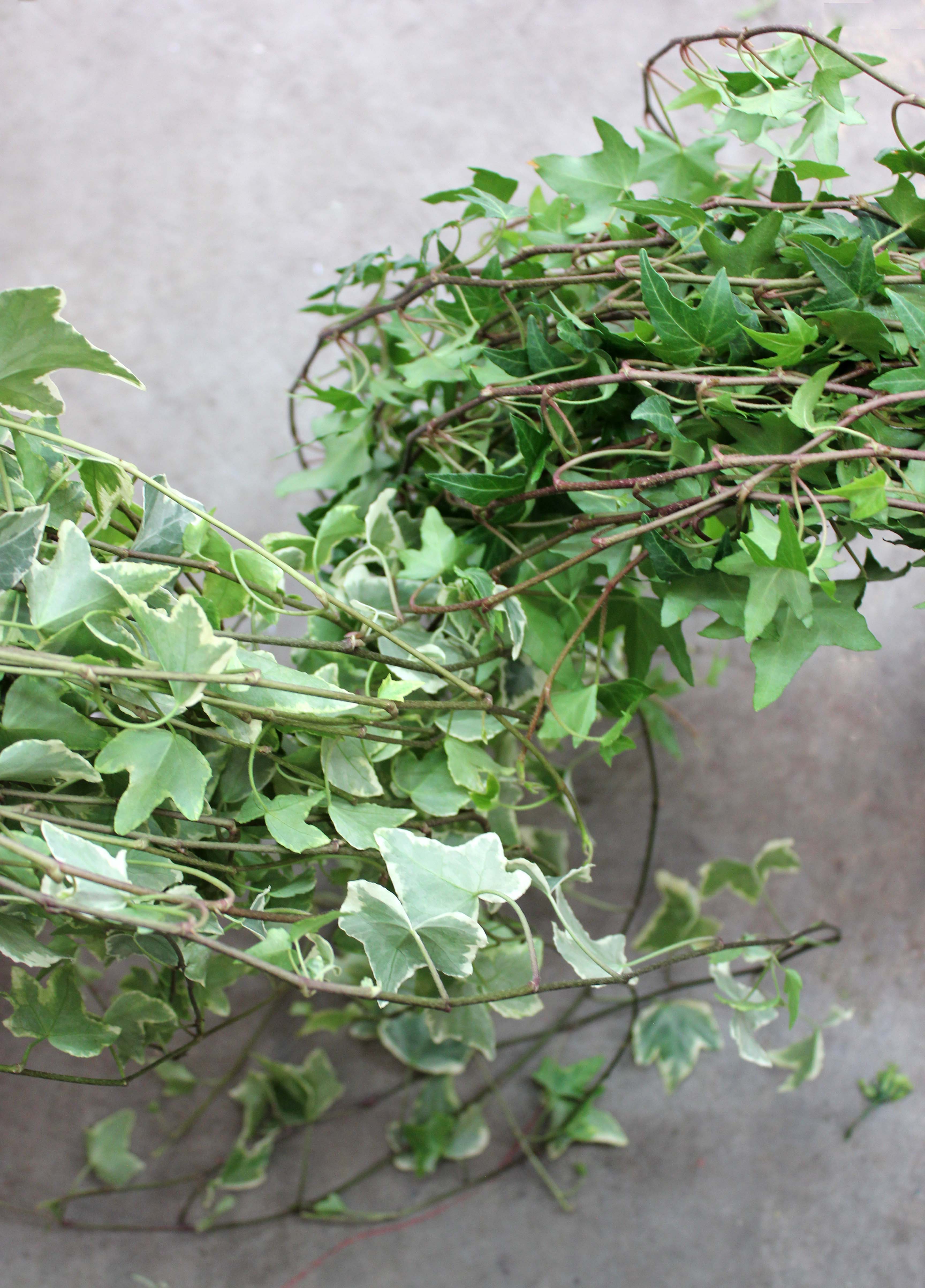 Wedding Ivy | Stevens and Son Wholesale Florist