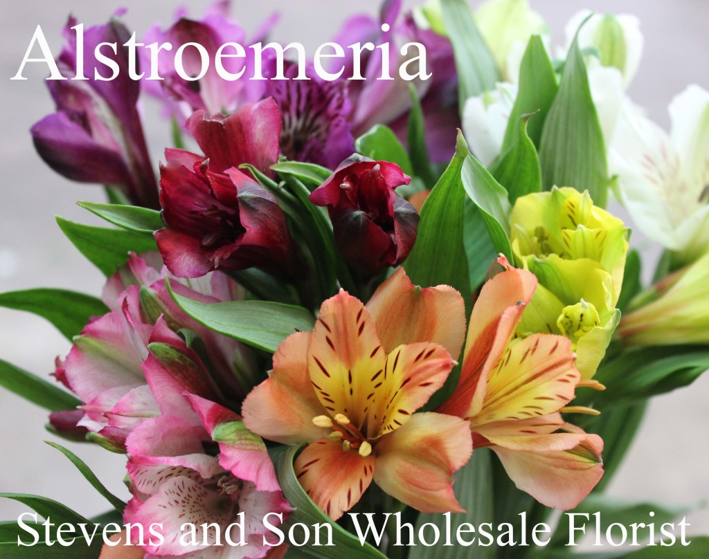 Fresh Flowers | Stevens and Son Wholesale Florist