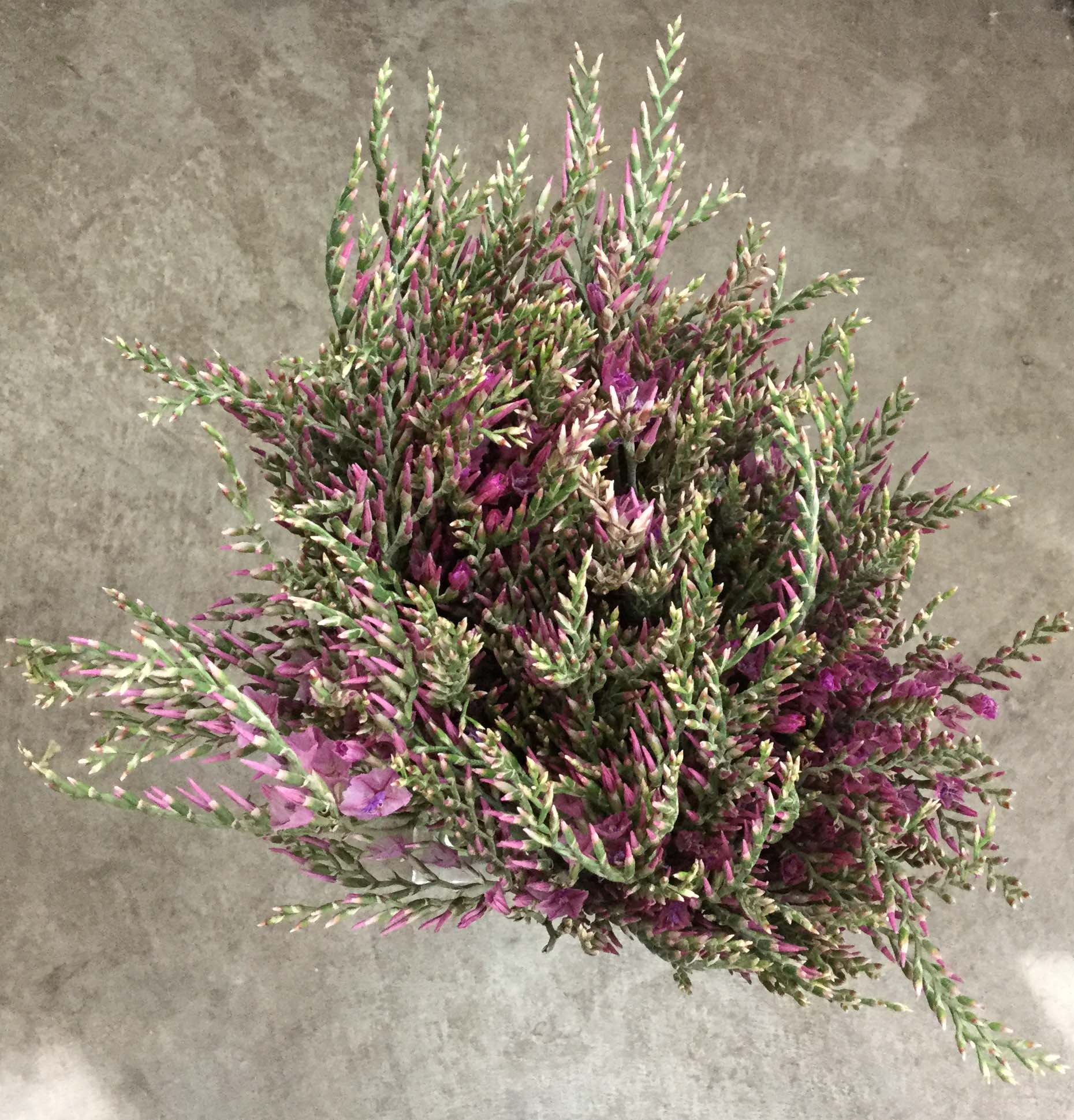Limonium | Stevens and Son Wholesale Florist