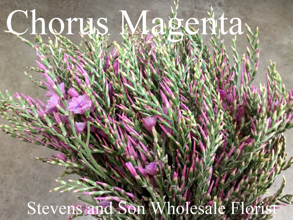 Filler Flowers | Stevens and Son Wholesale Florist