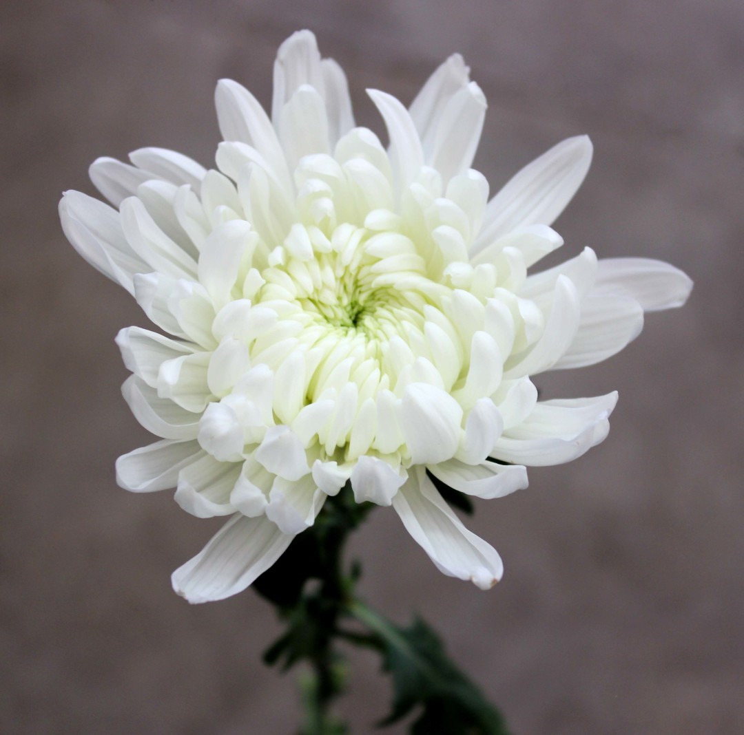 Cremone | Stevens and Son Wholesale Florist