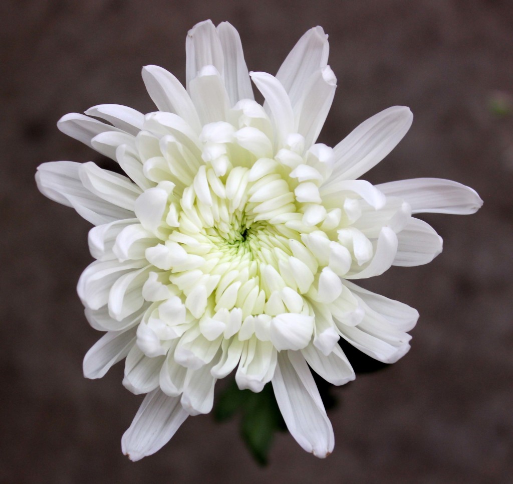 Cremone | Stevens and Son Wholesale Florist