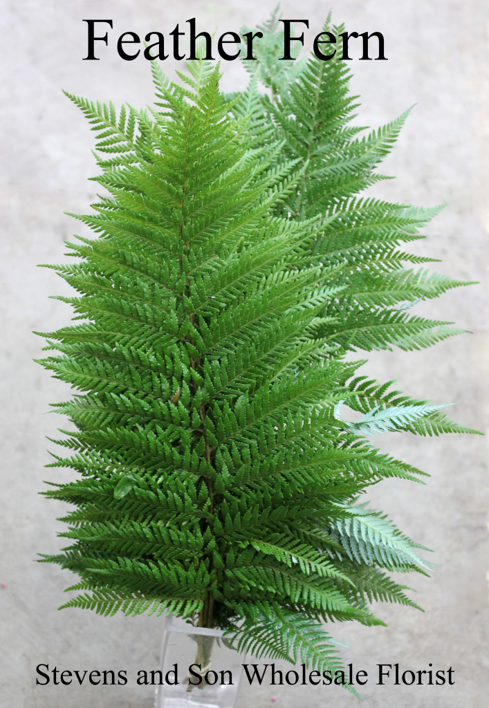 Foliage | Stevens and Son Wholesale Florist