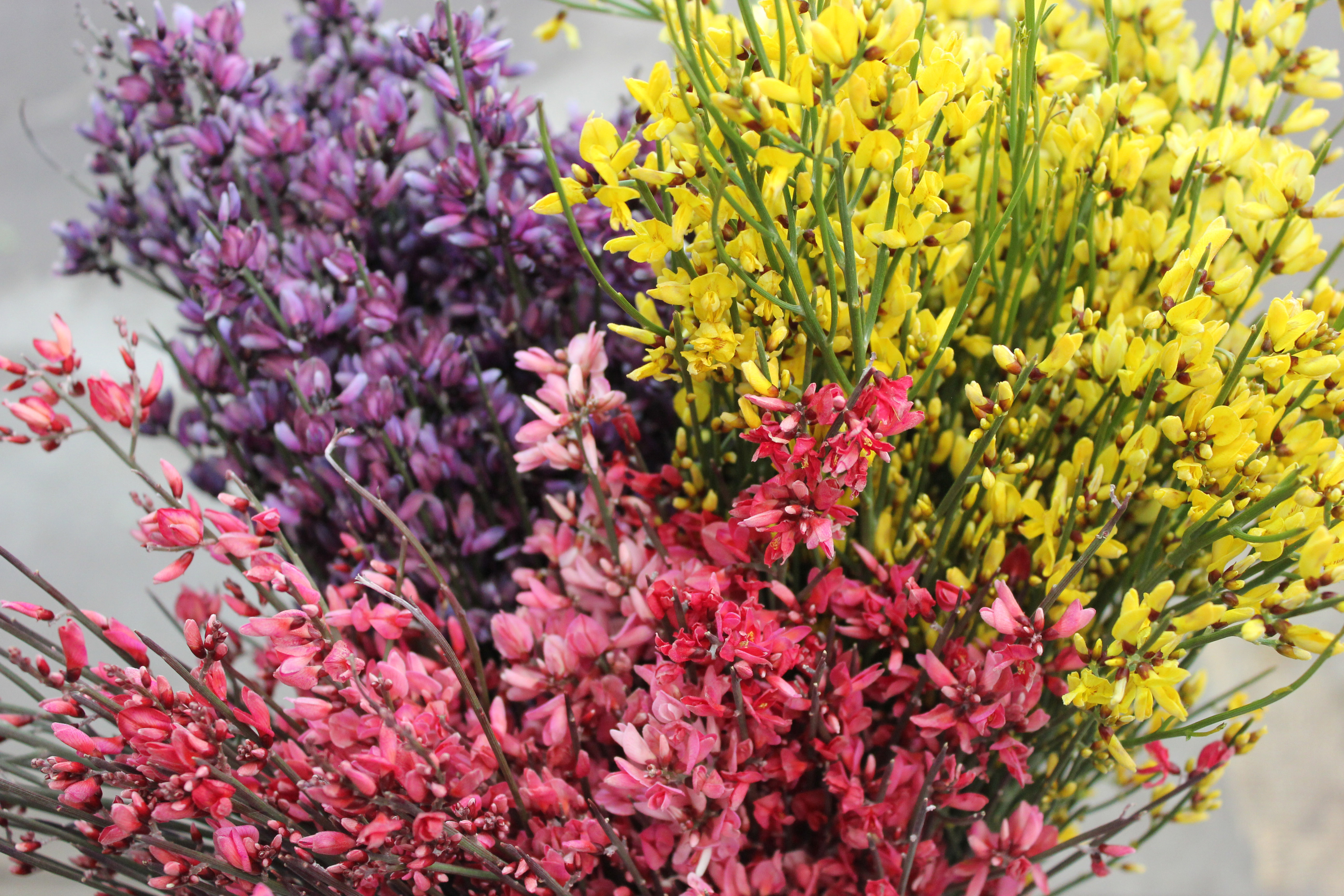 Ginesta | Stevens and Son Wholesale Florist