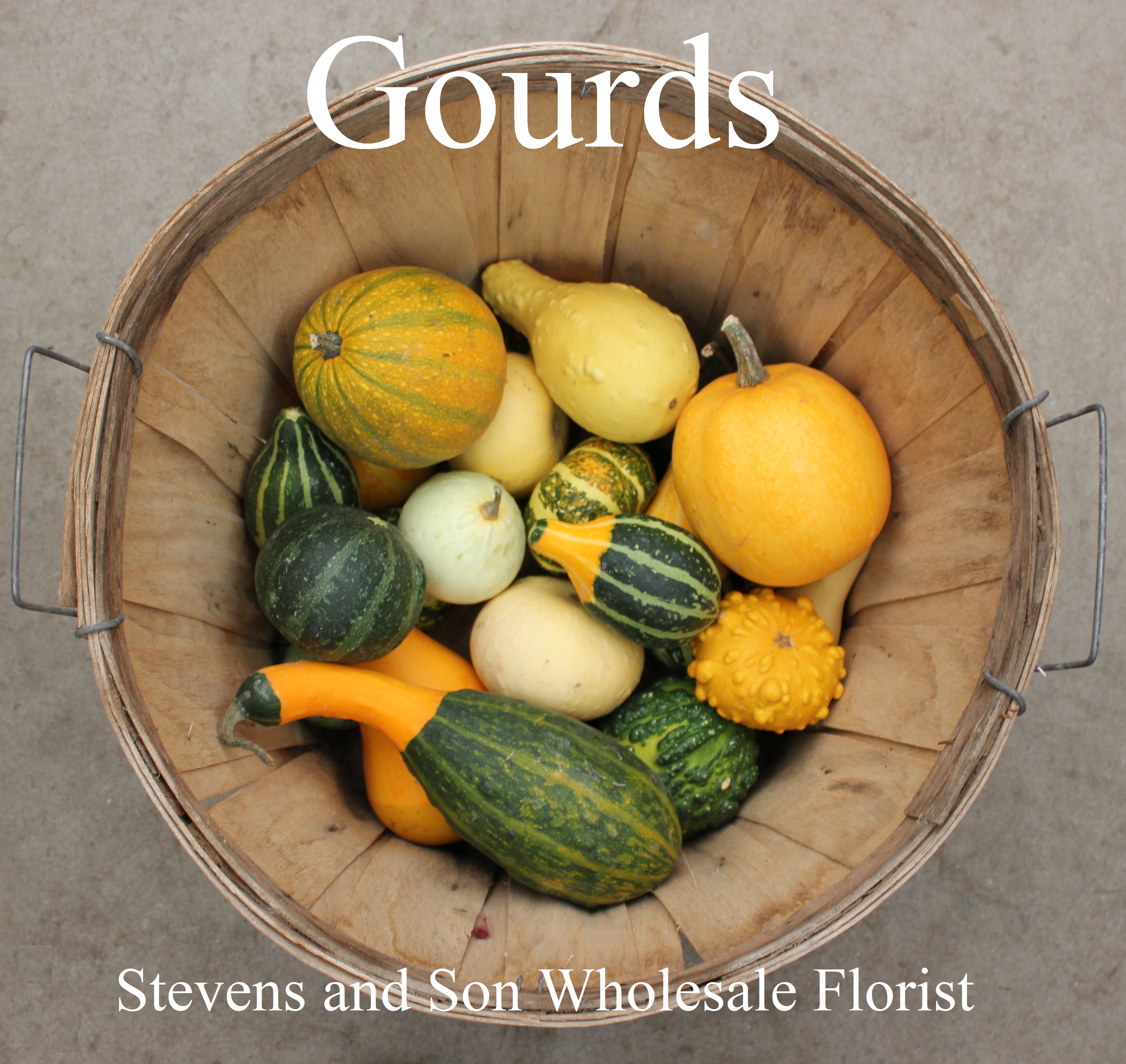 Gourds | Stevens and Son Wholesale Florist
