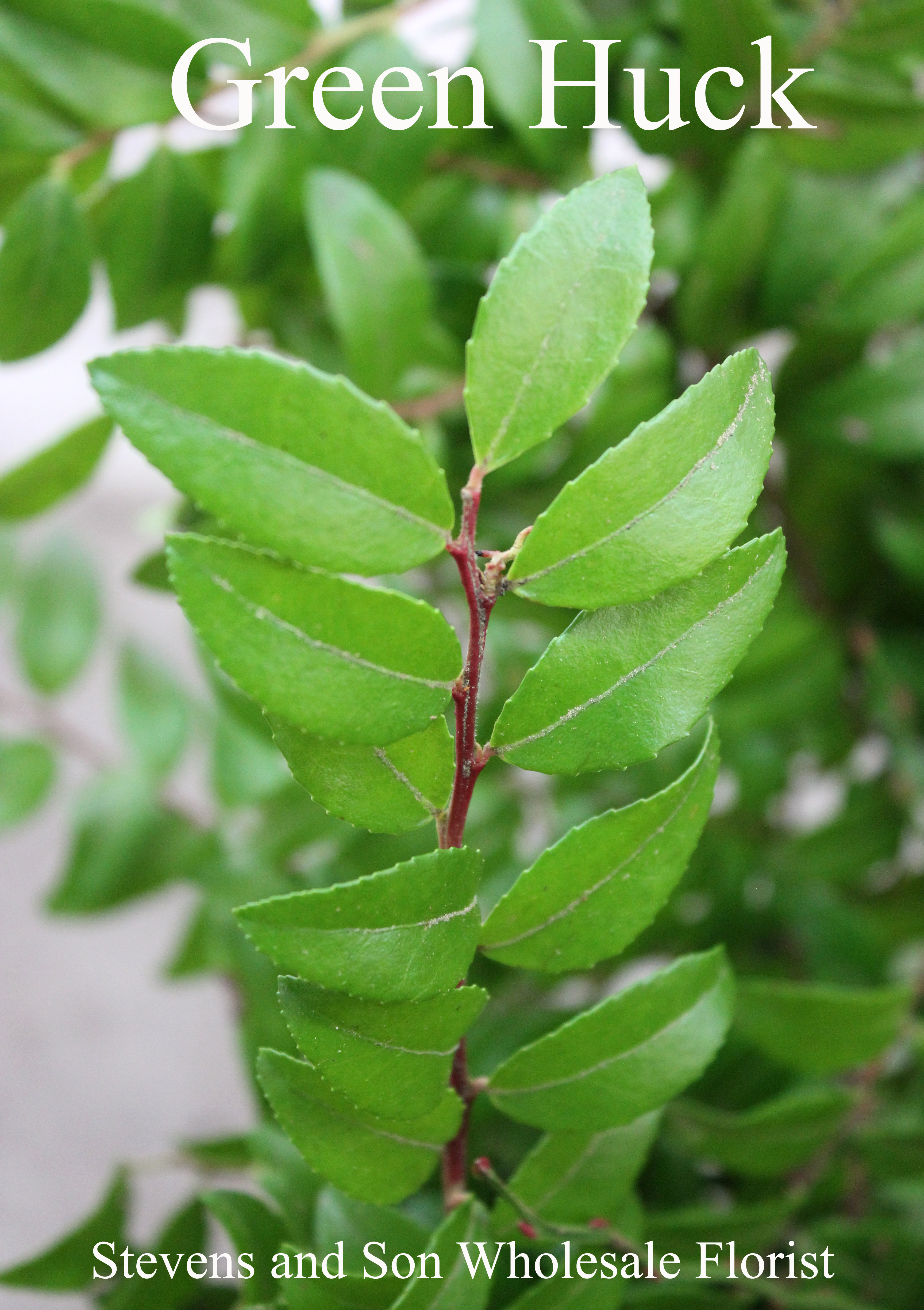 Huckleberry | Stevens and Son Wholesale Florist