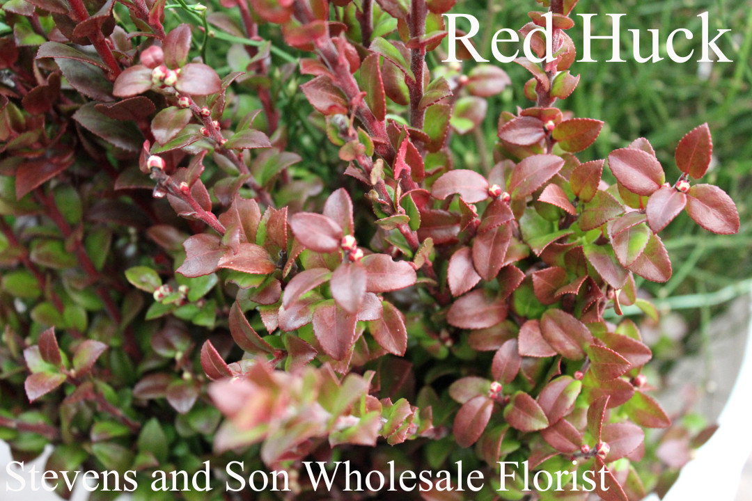 Huckleberry | Stevens and Son Wholesale Florist