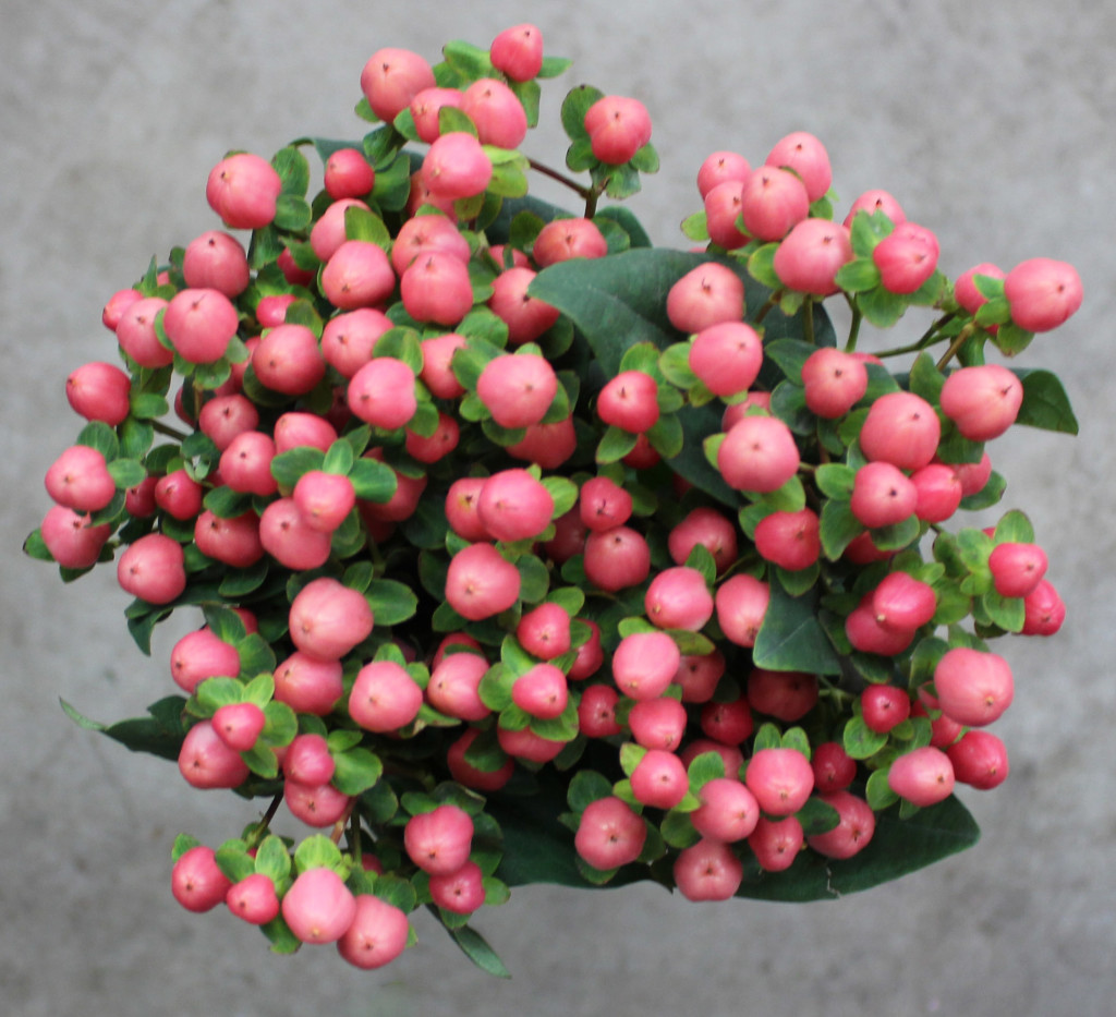 Hypericum | Stevens and Son Wholesale Florist