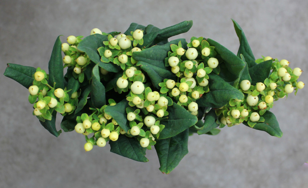 Hypericum | Stevens and Son Wholesale Florist
