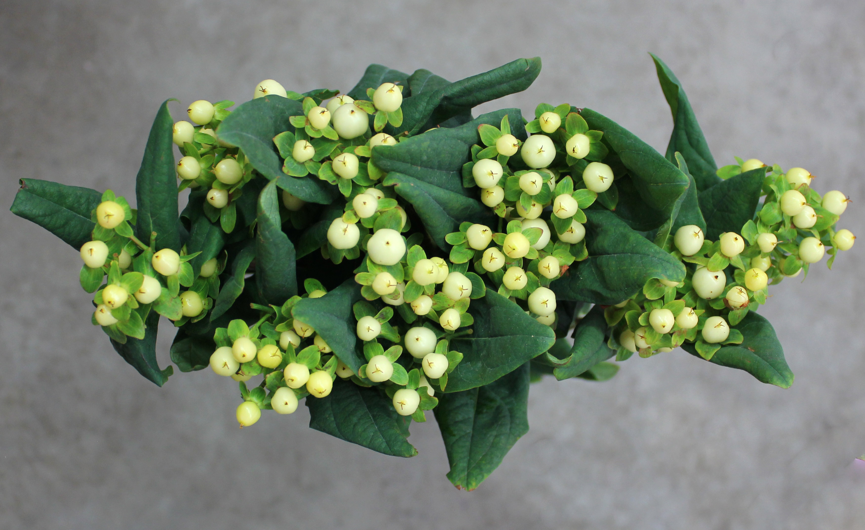 Hypericum | Stevens and Son Wholesale Florist