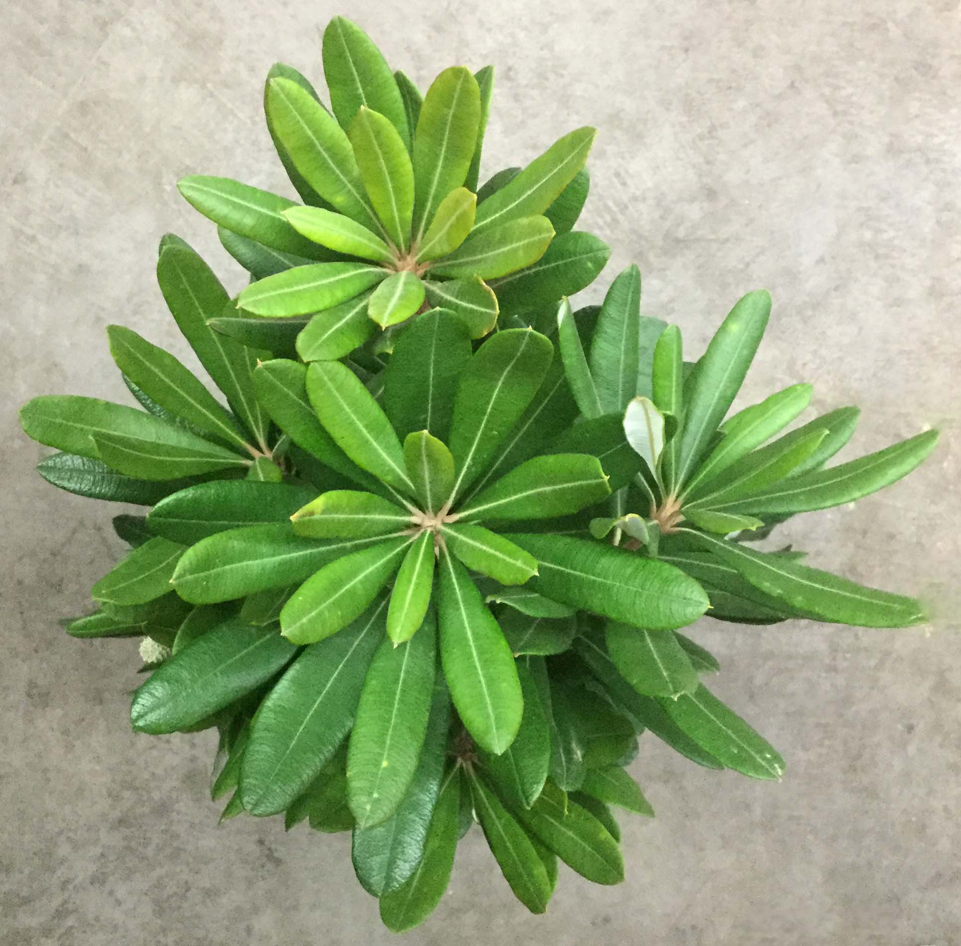 Integrifolia | Stevens and Son Wholesale Florist