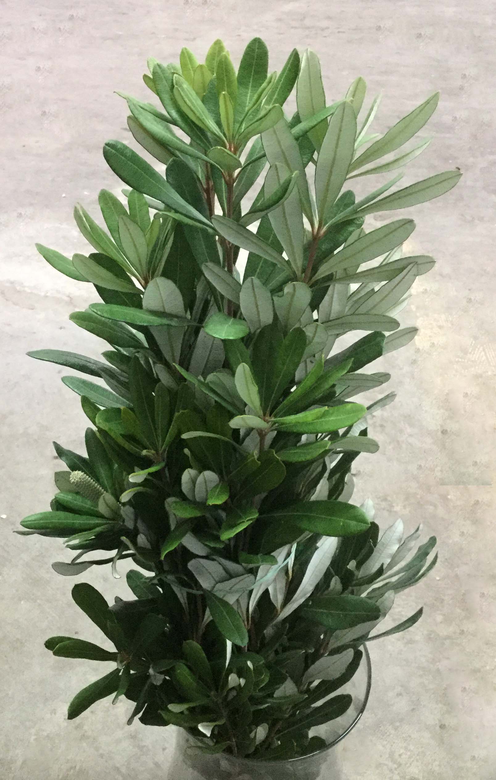 Integrifolia | Stevens and Son Wholesale Florist
