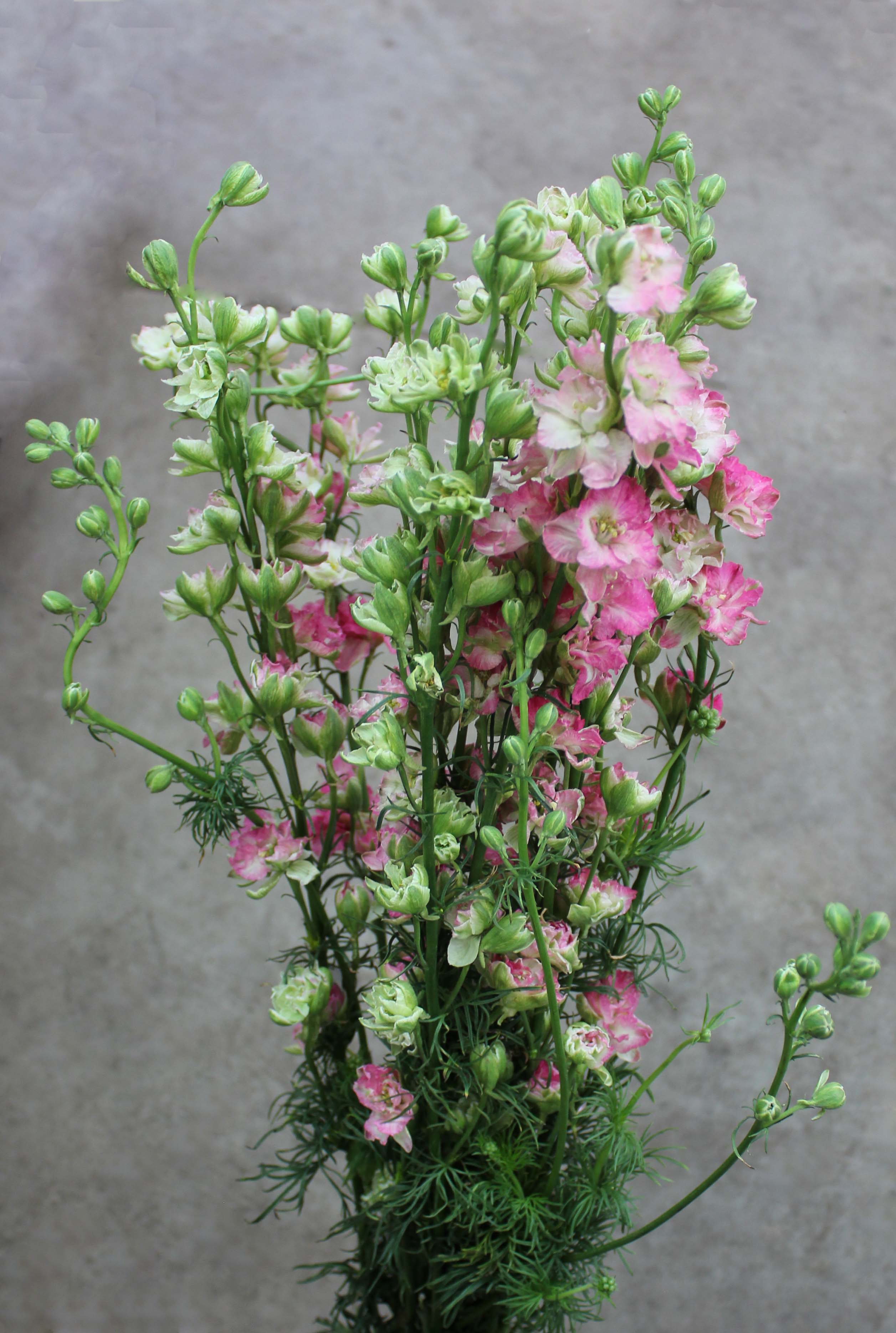 Larkspur | Stevens and Son Wholesale Florist
