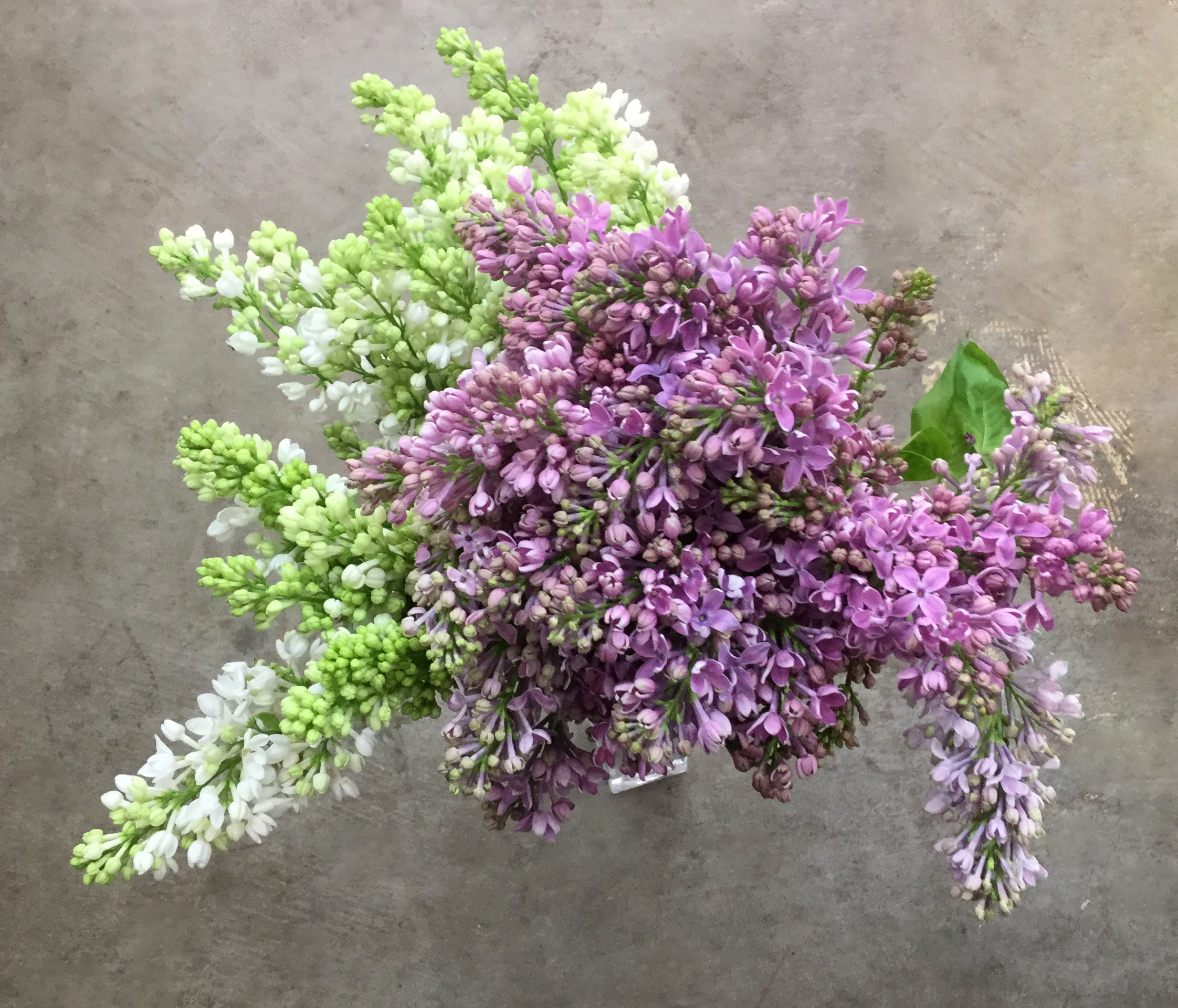 Lilac | Stevens and Son Wholesale Florist
