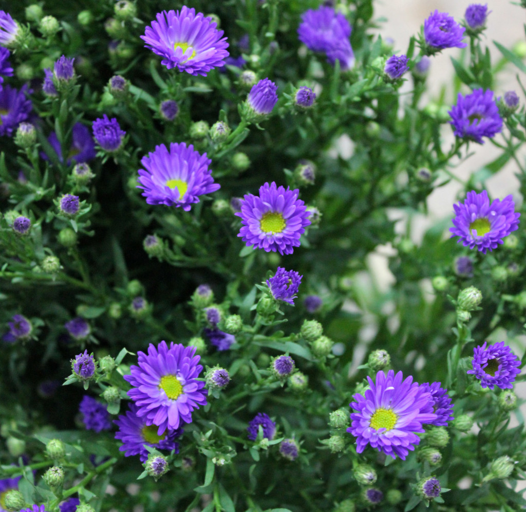 Monte Casino | Stevens and Son Wholesale Florist