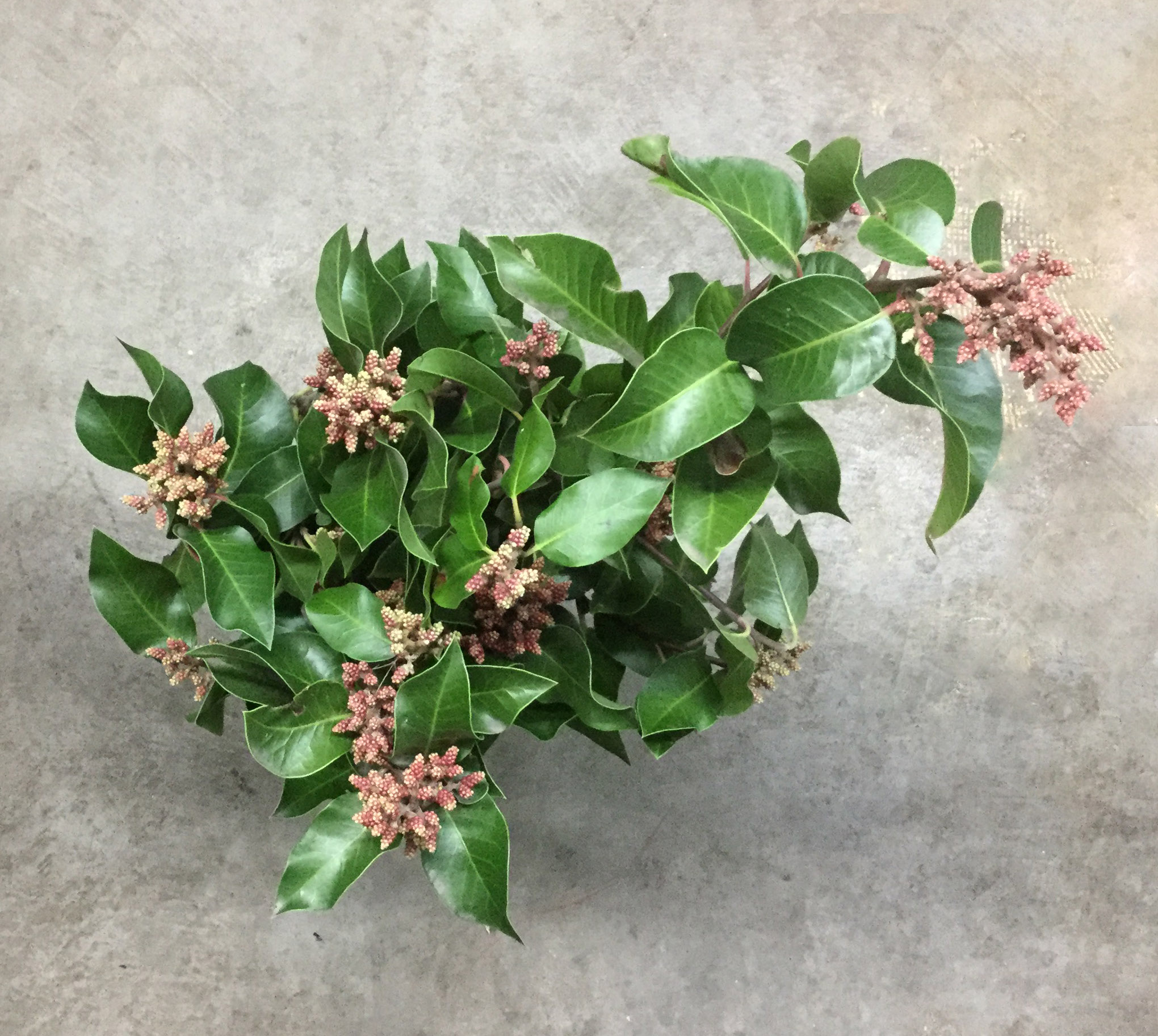 Rose Sumac | Stevens and Son Wholesale Florist