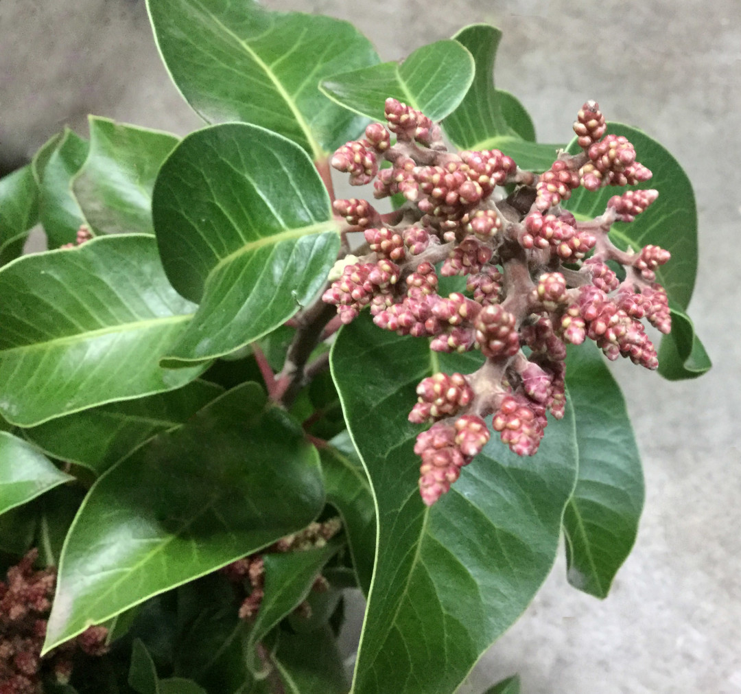 Rose Sumac | Stevens and Son Wholesale Florist