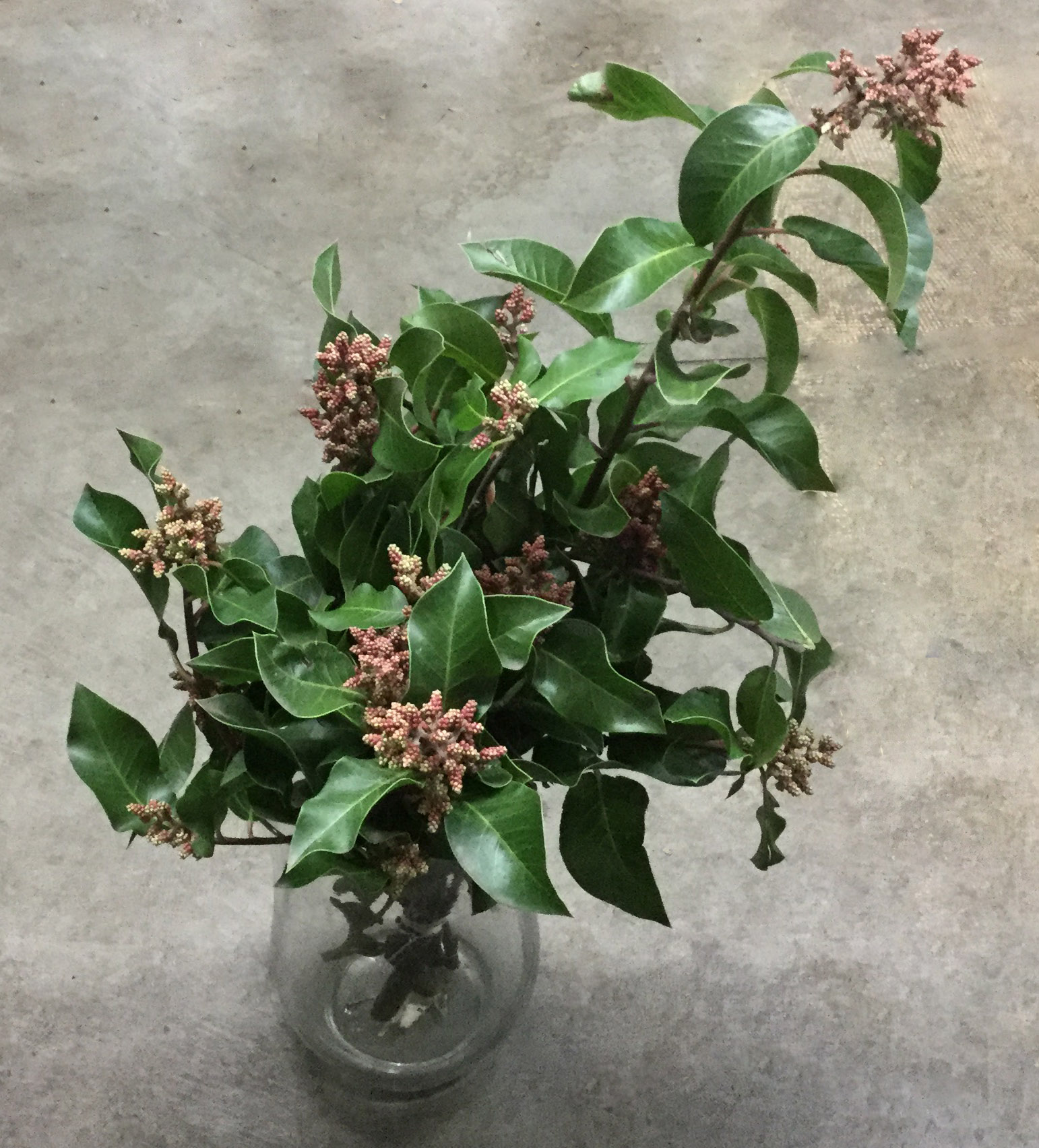Rose Sumac | Stevens and Son Wholesale Florist