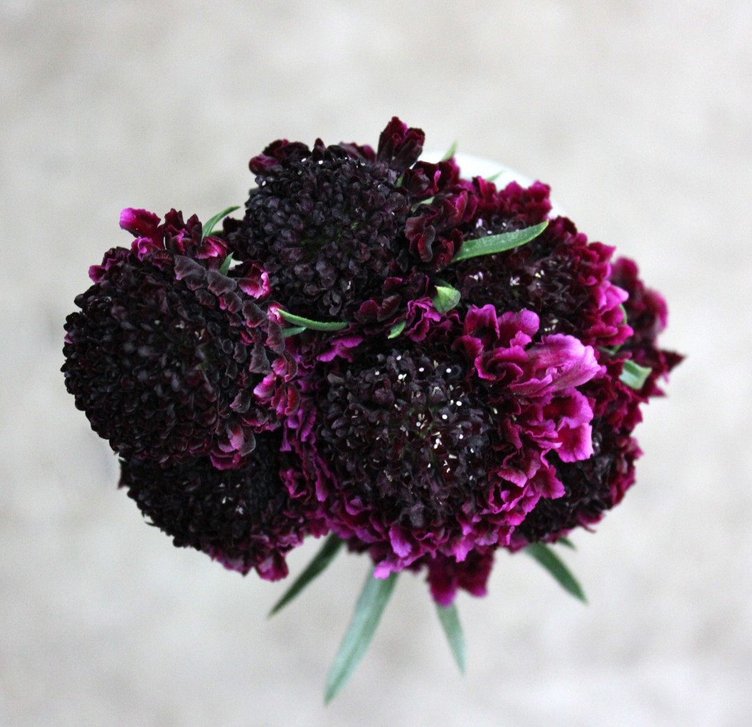 Scabiosa | Stevens and Son Wholesale Florist