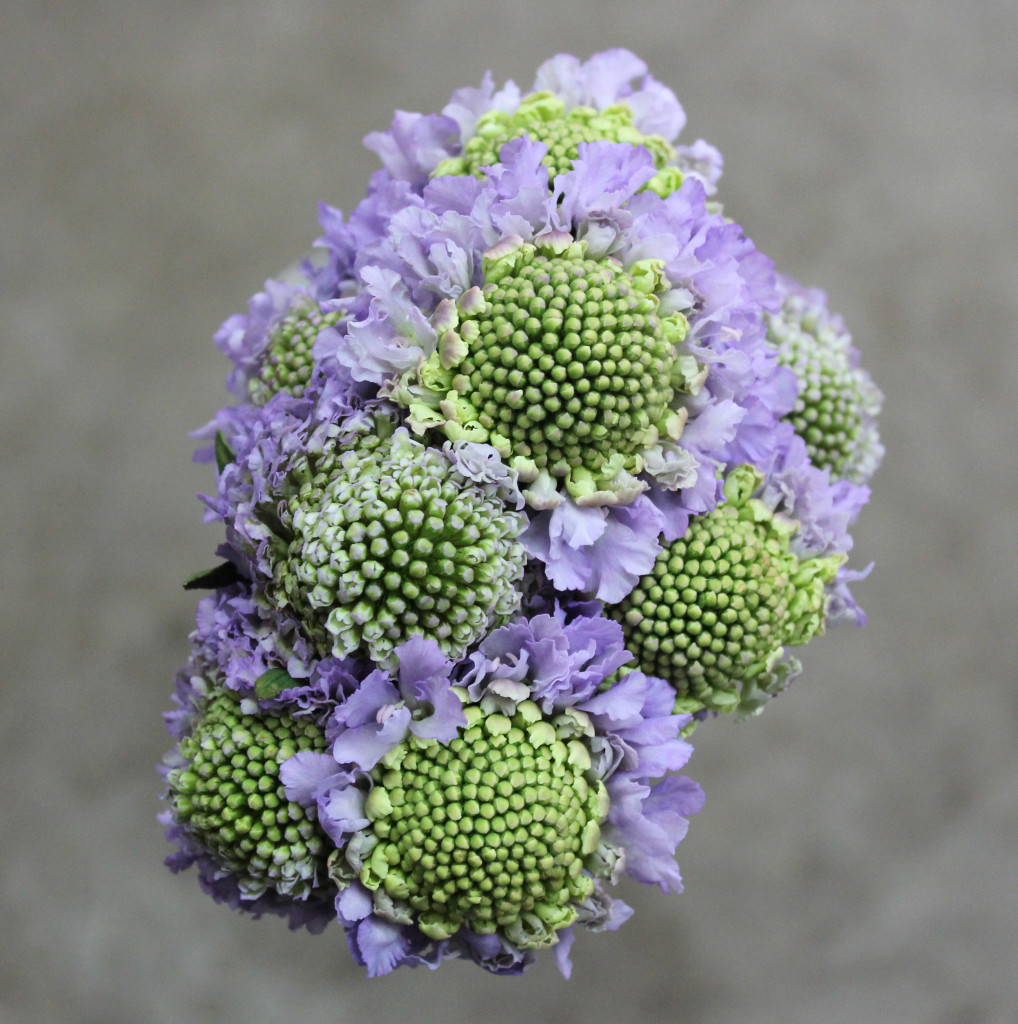 Scabiosa | Stevens and Son Wholesale Florist