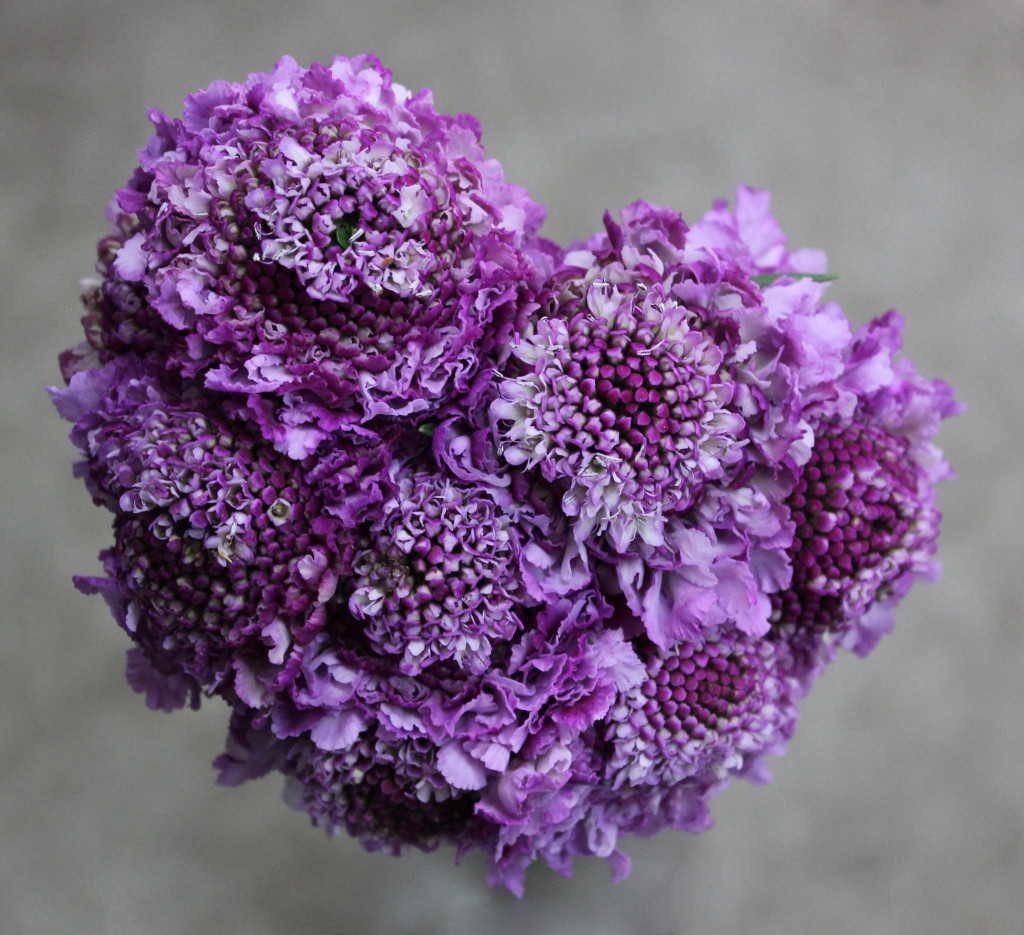 Scabiosa | Stevens and Son Wholesale Florist