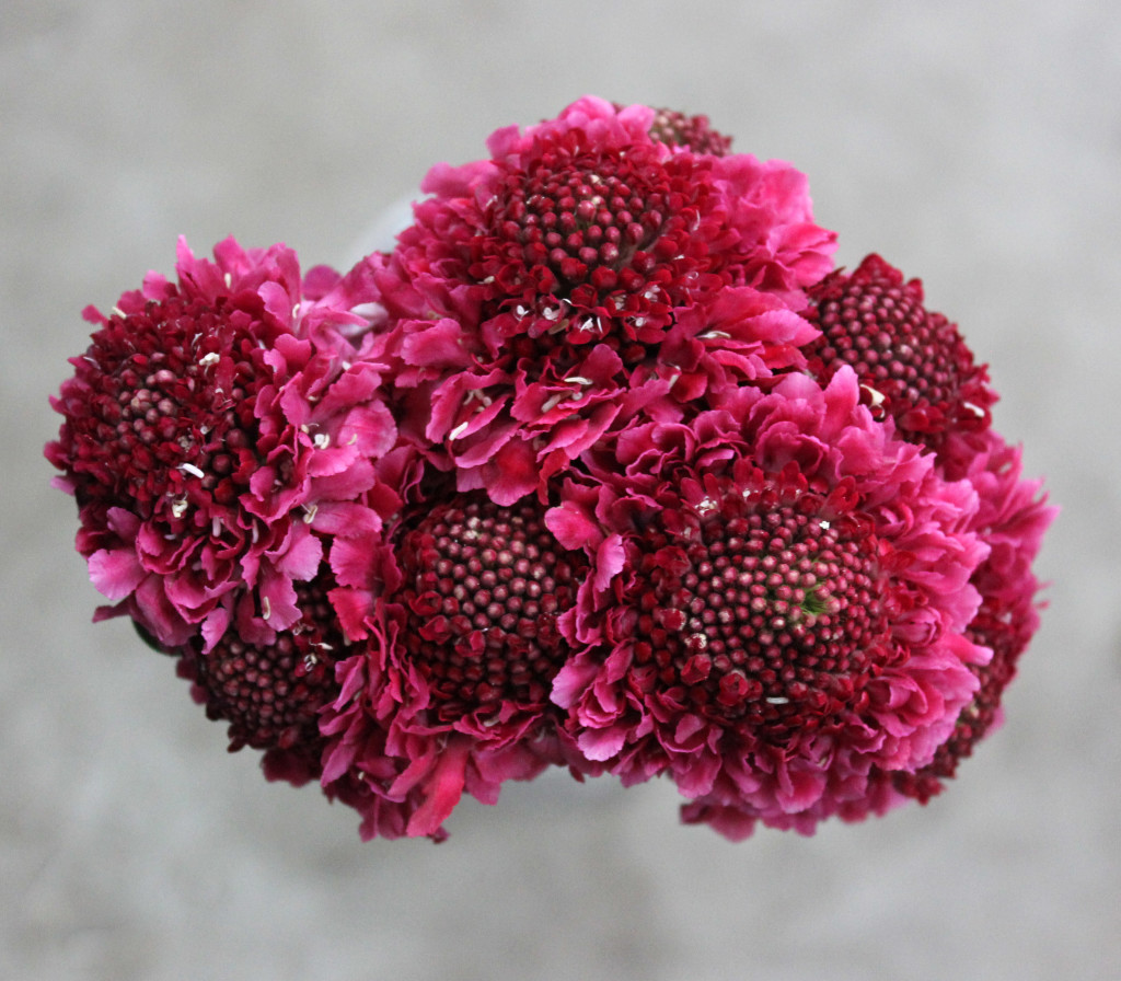 Scabiosa | Stevens and Son Wholesale Florist