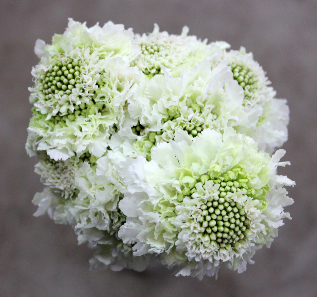 Scabiosa | Stevens and Son Wholesale Florist