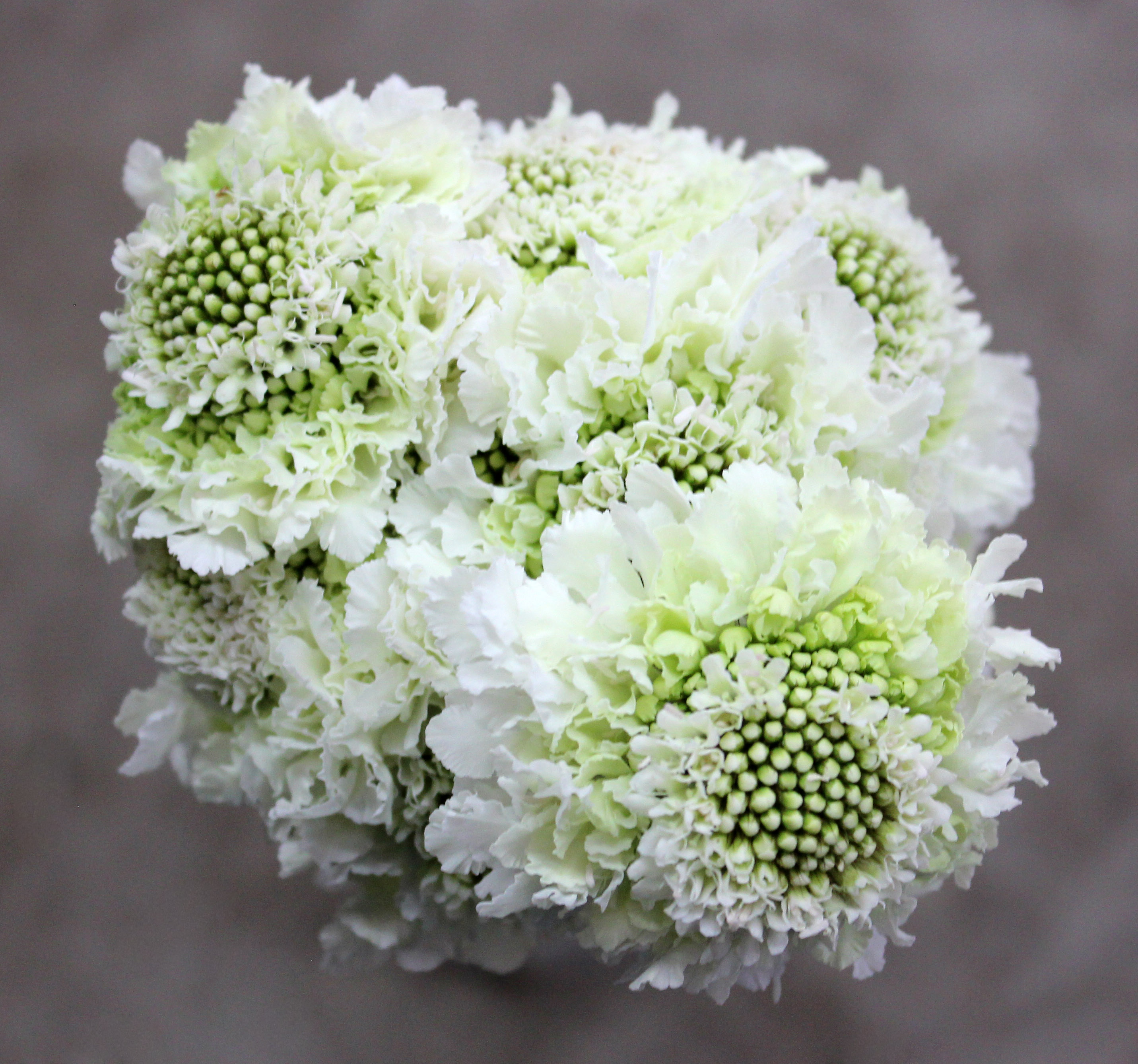 Scabiosa | Stevens and Son Wholesale Florist