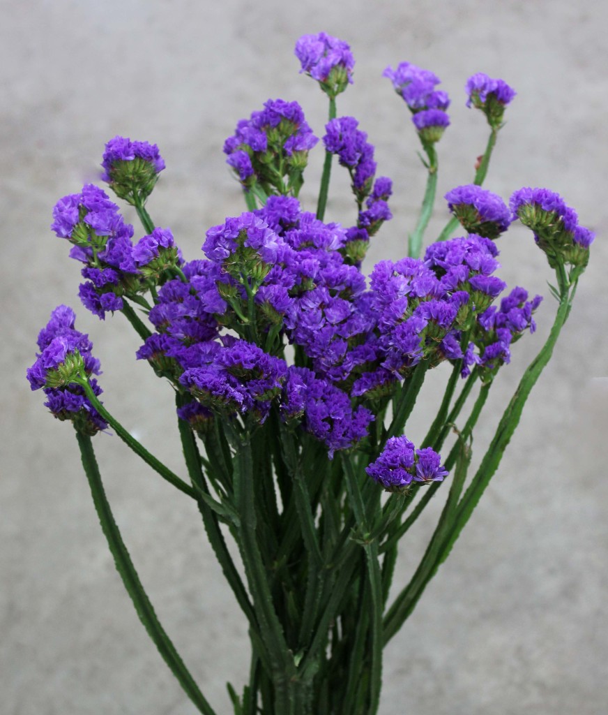 Statice | Stevens and Son Wholesale Florist
