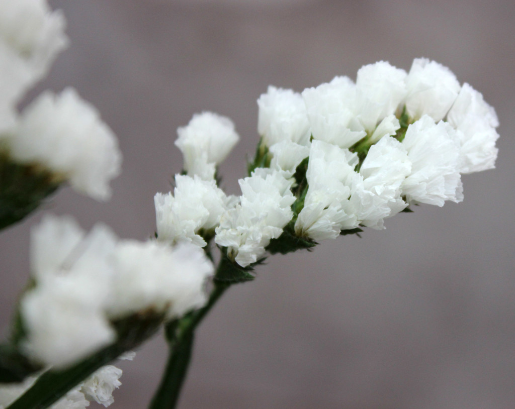 Statice | Stevens and Son Wholesale Florist