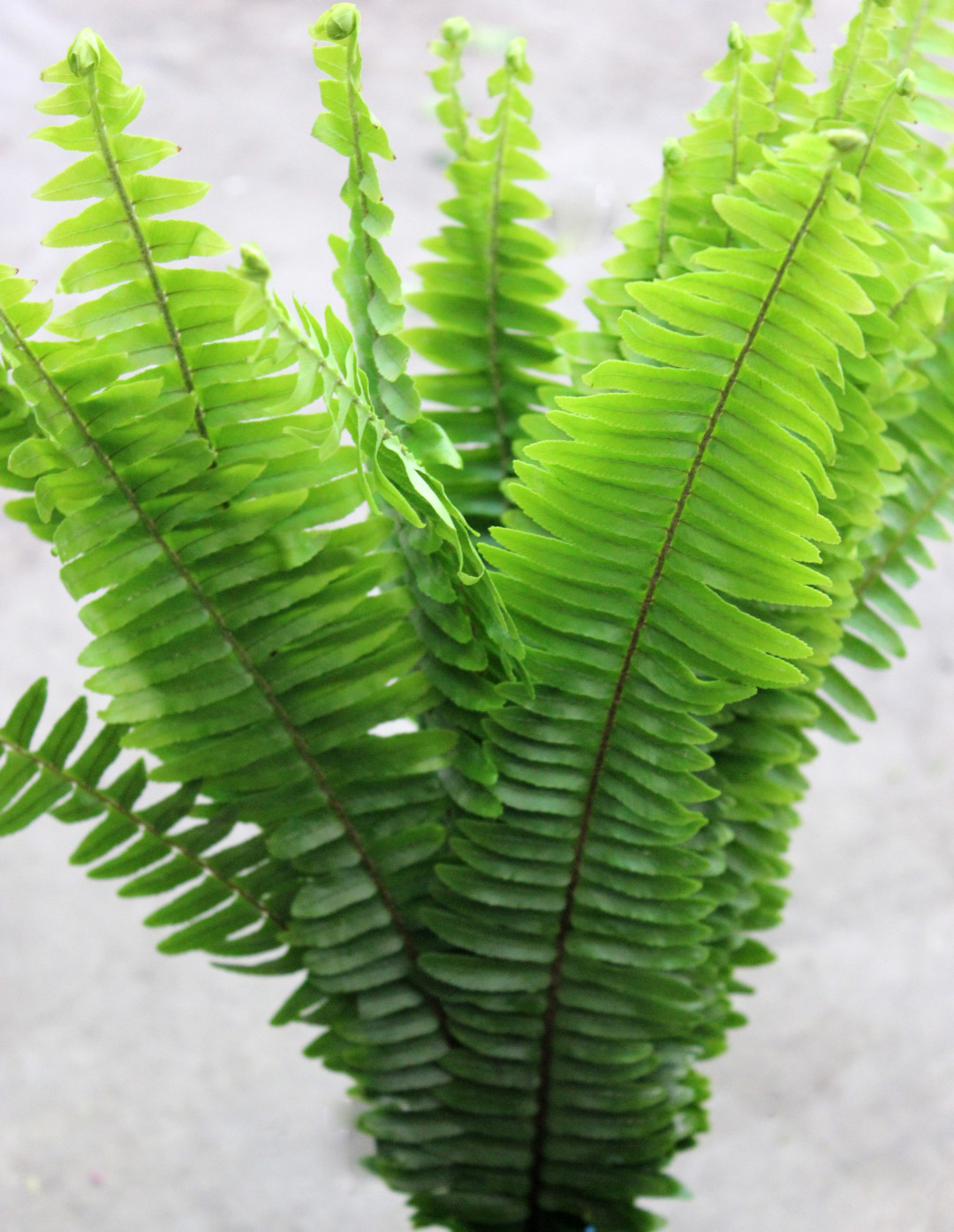 Sword Fern | Stevens and Son Wholesale Florist