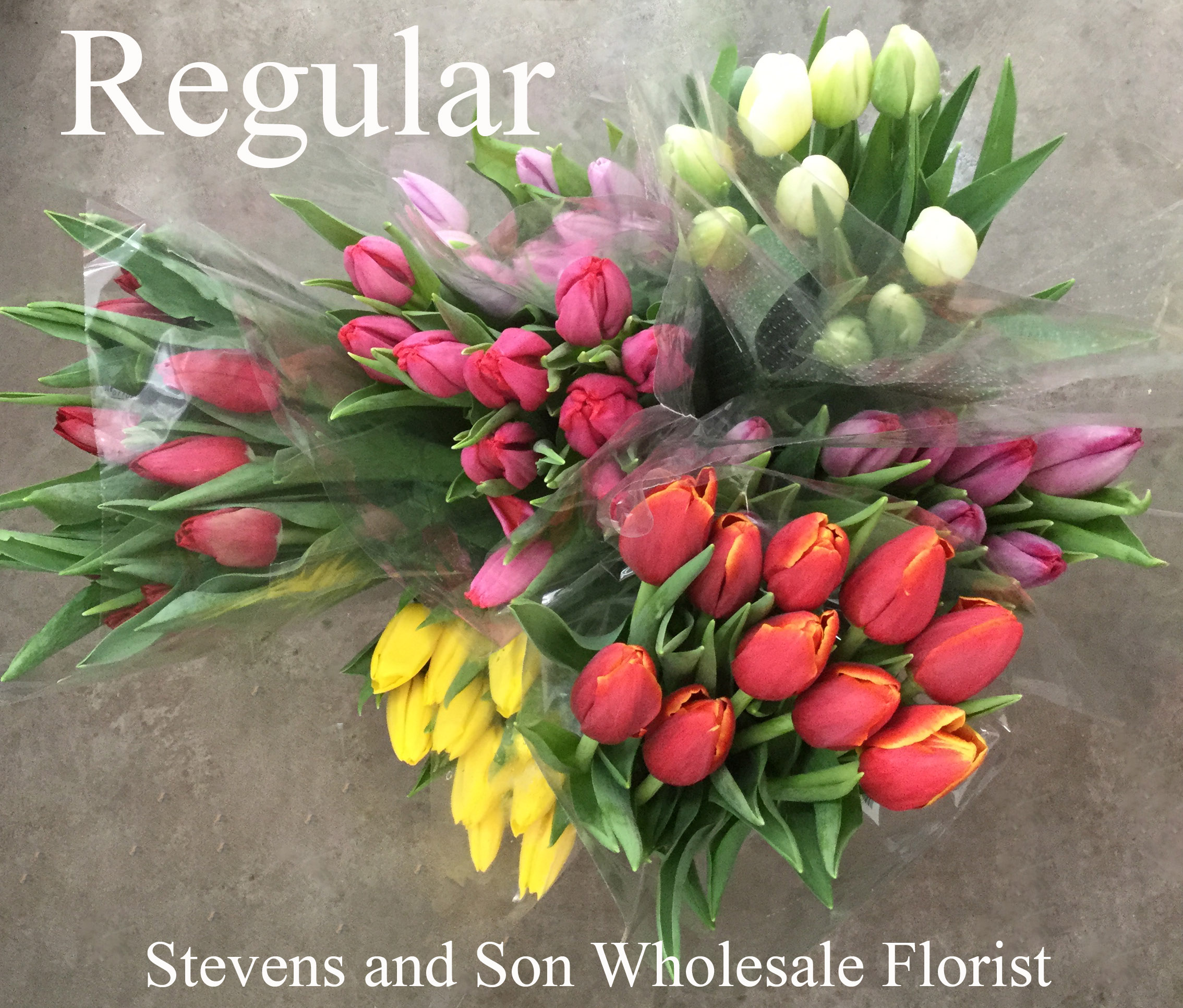 Double Dutch Tulips - Asesores