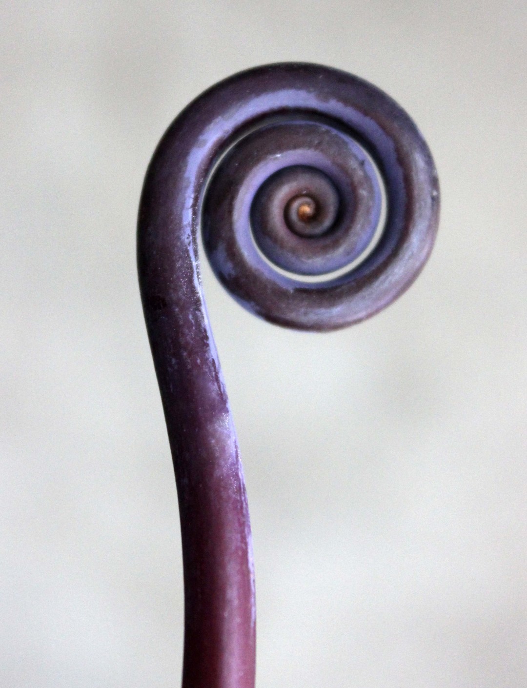 Uluhe Curls | Stevens and Son Wholesale Florist