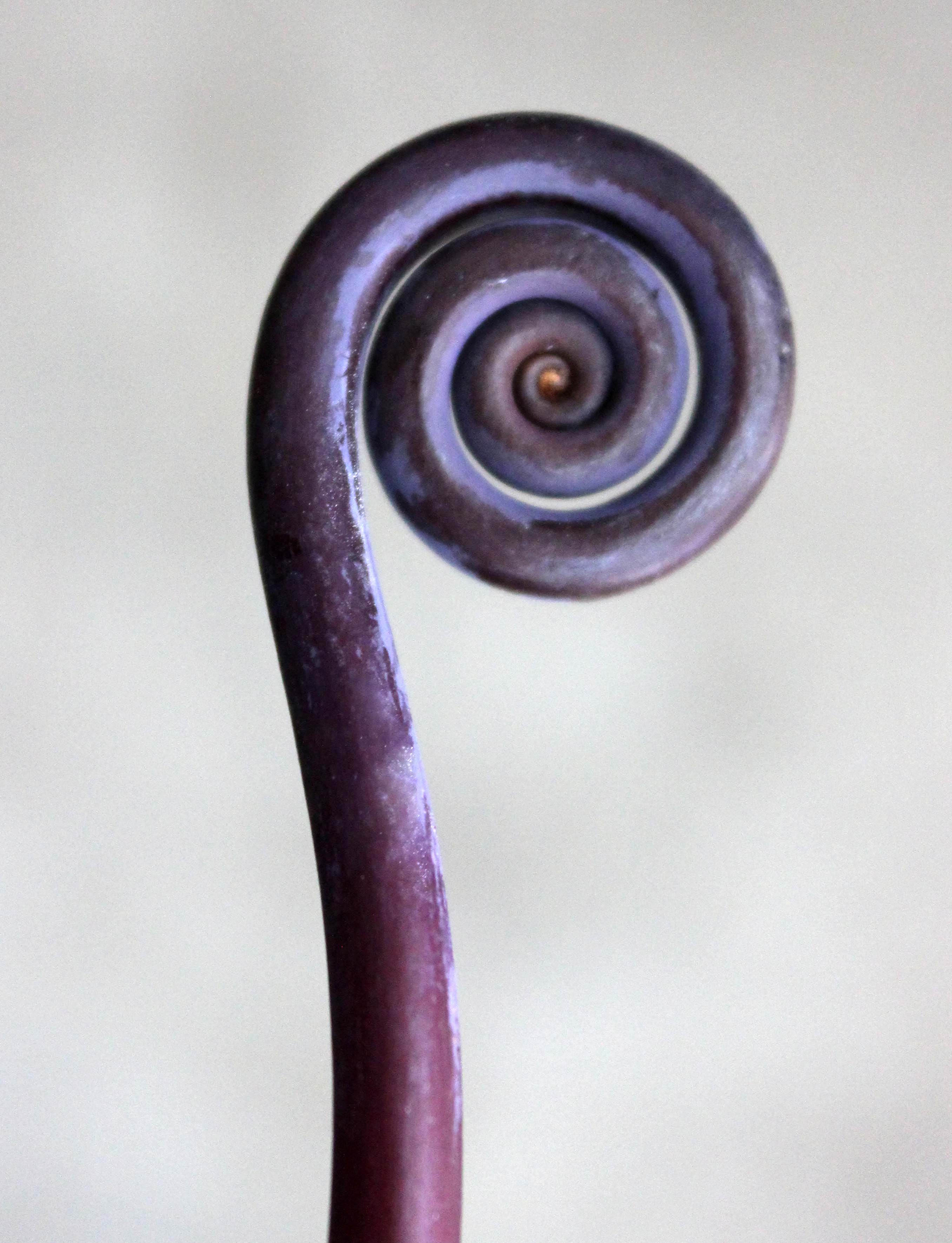 Uluhe Curls | Stevens and Son Wholesale Florist