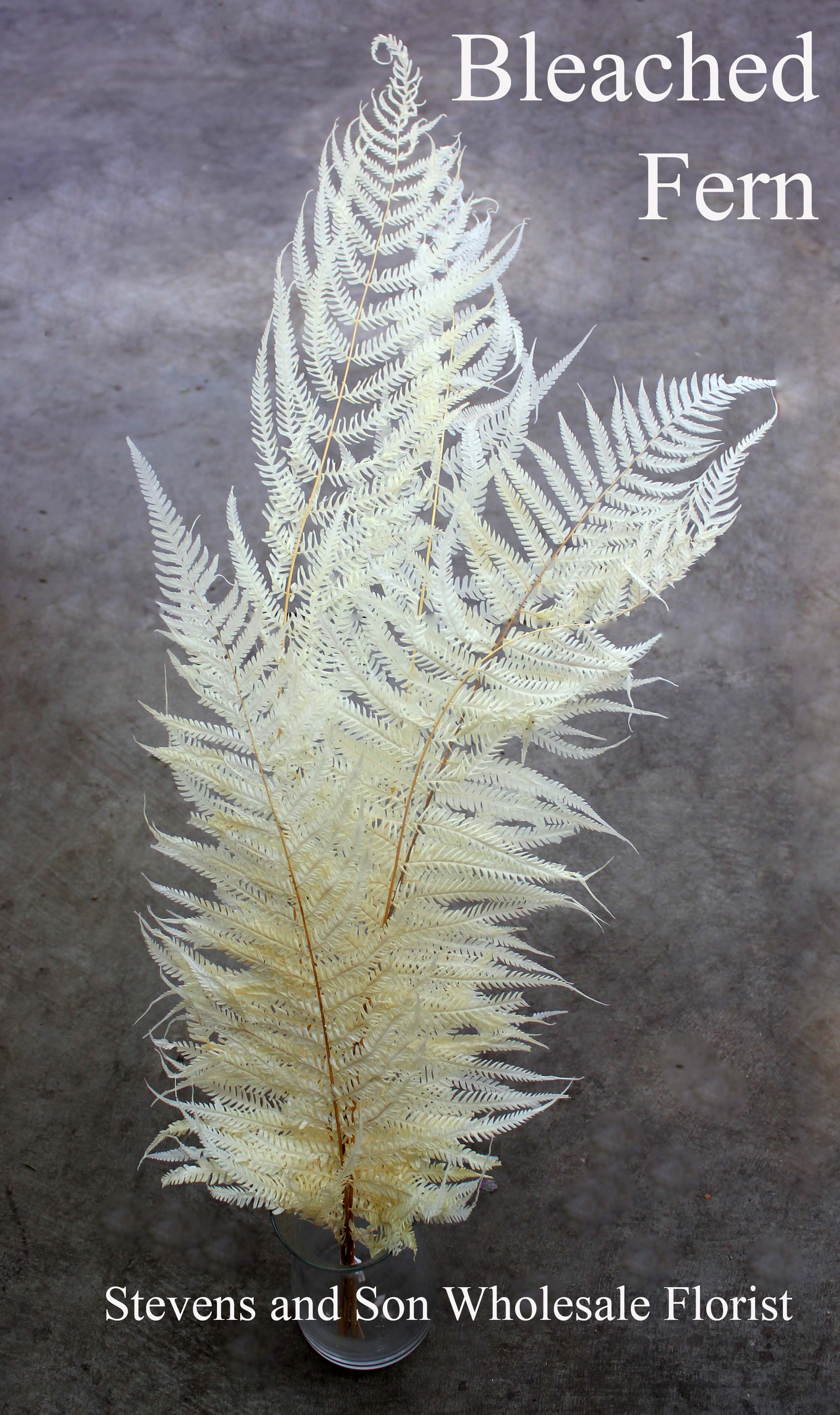 Bleached Product | Stevens and Son Wholesale Florist