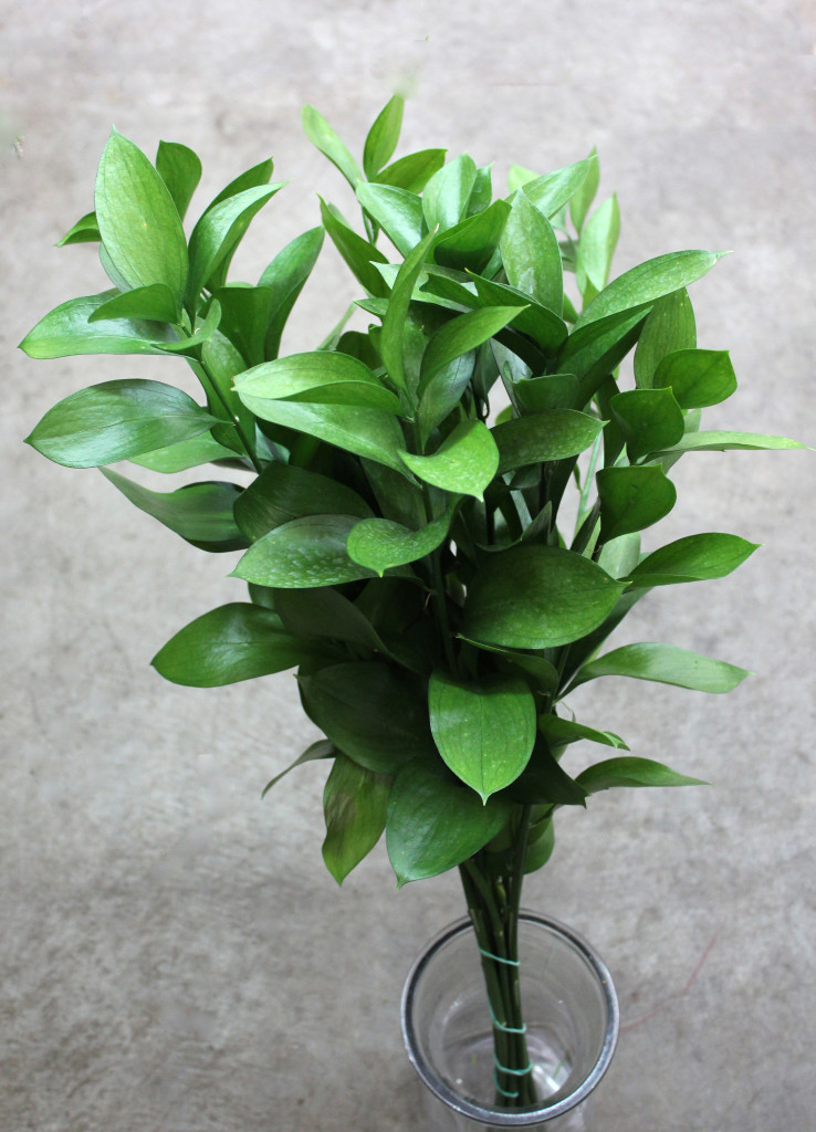 Israeli Ruscus | Stevens and Son Wholesale Florist