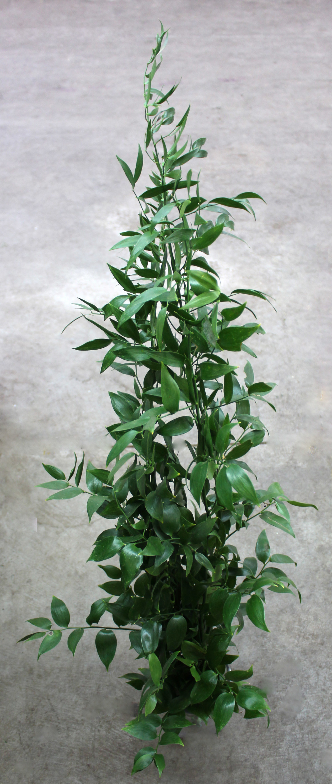 Italian Ruscus | Stevens and Son Wholesale Florist