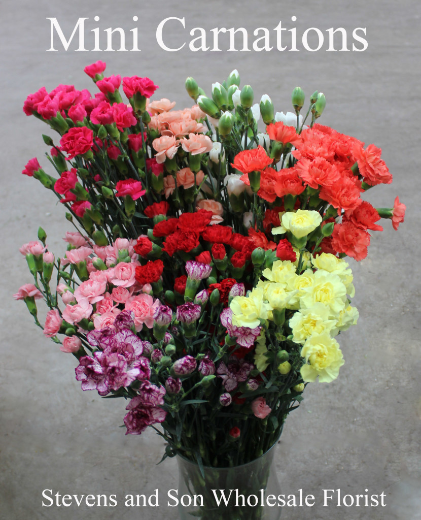 Fresh Flowers | Stevens and Son Wholesale Florist