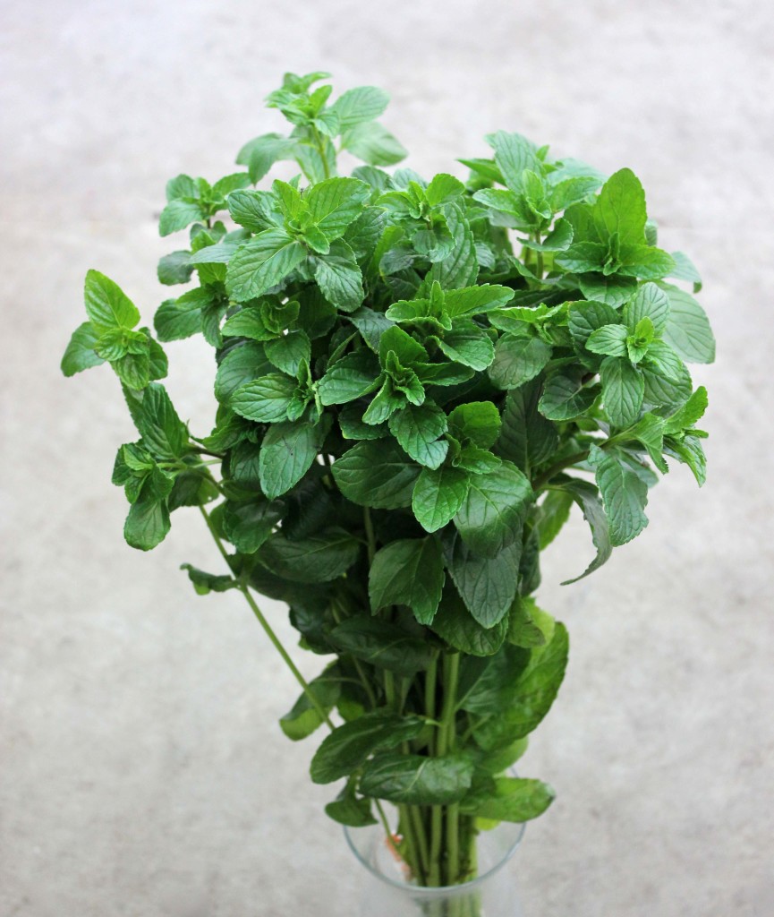 Mint | Stevens and Son Wholesale Florist