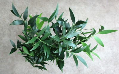 Nagi | Stevens and Son Wholesale Florist