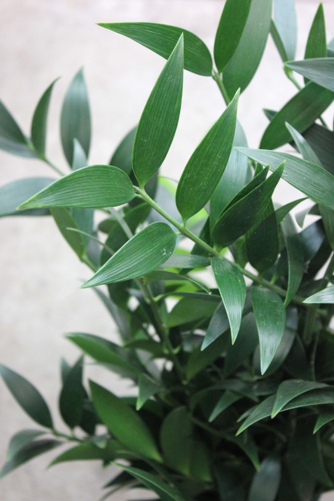 Nagi | Stevens and Son Wholesale Florist