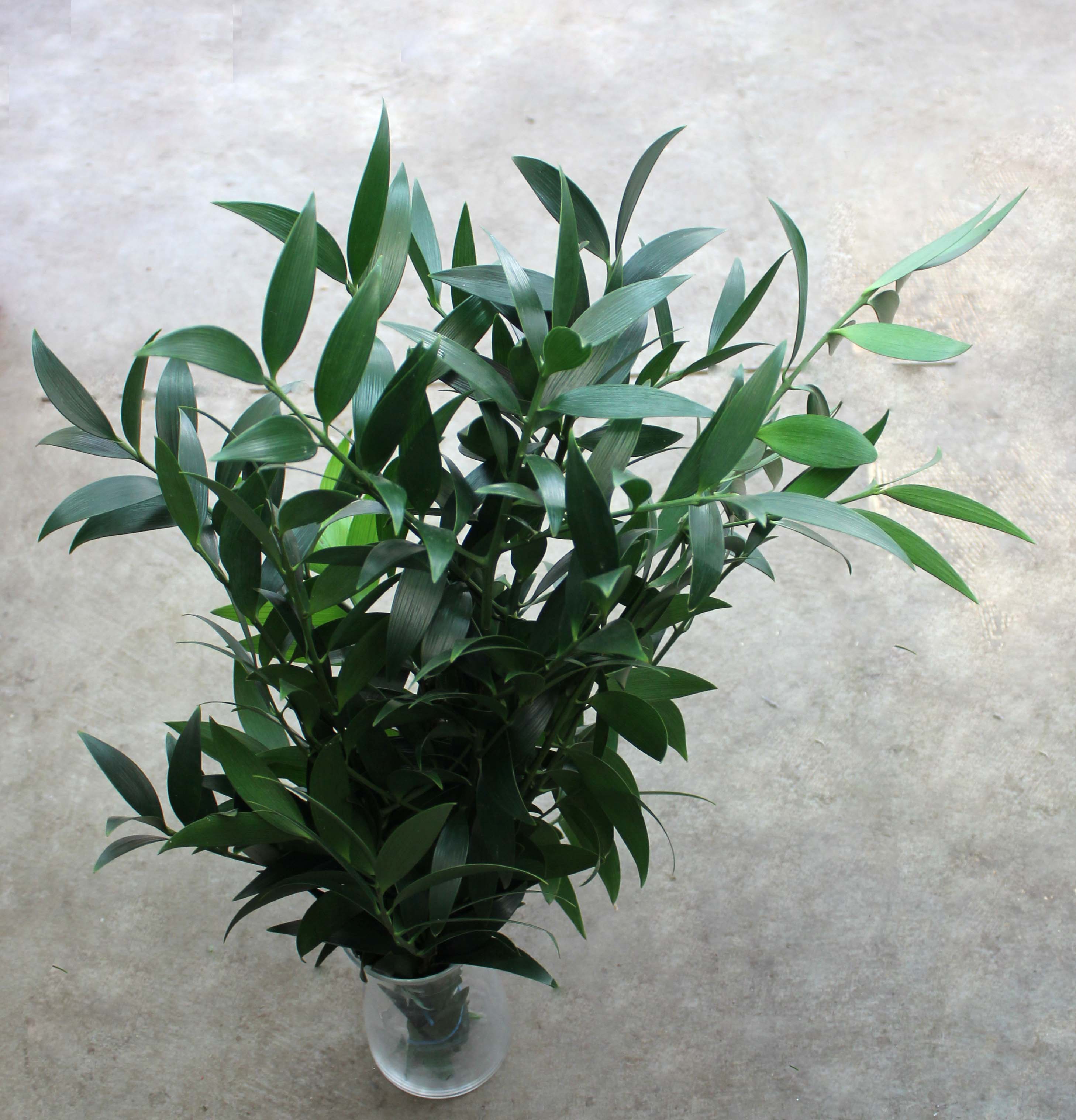 Nagi | Stevens and Son Wholesale Florist