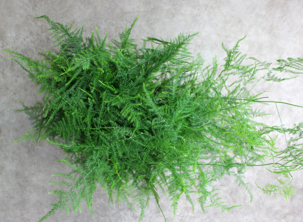 Plumosa | Stevens and Son Wholesale Florist