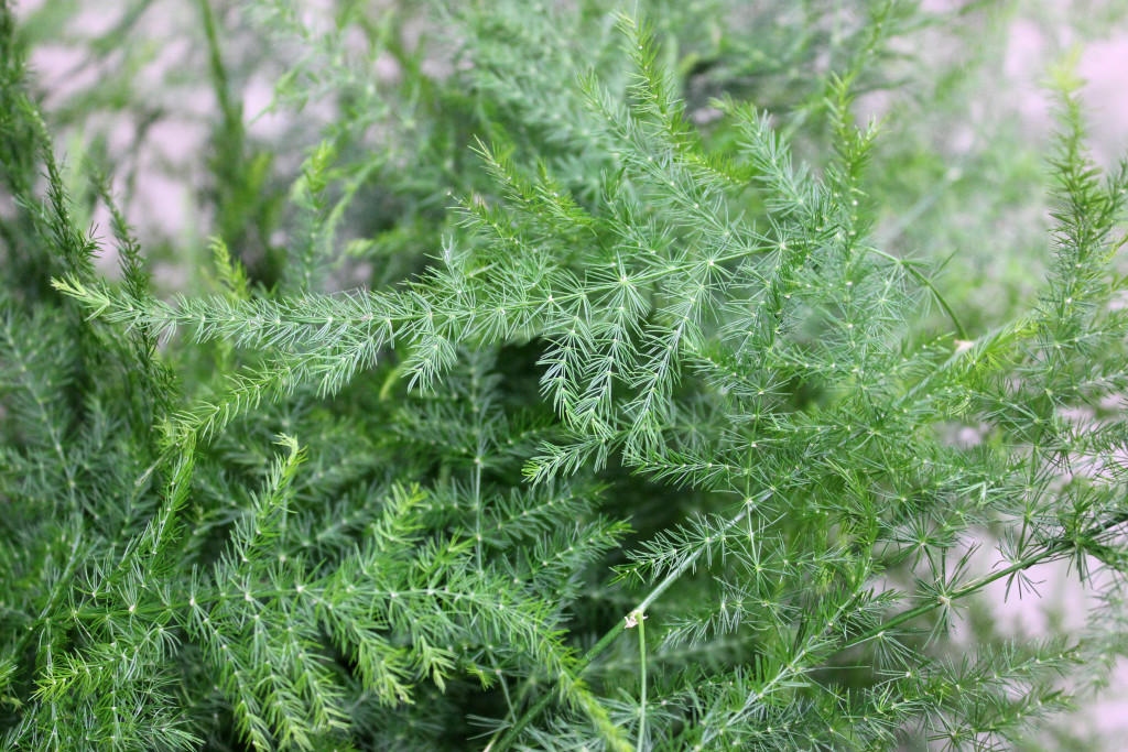 Plumosa | Stevens and Son Wholesale Florist