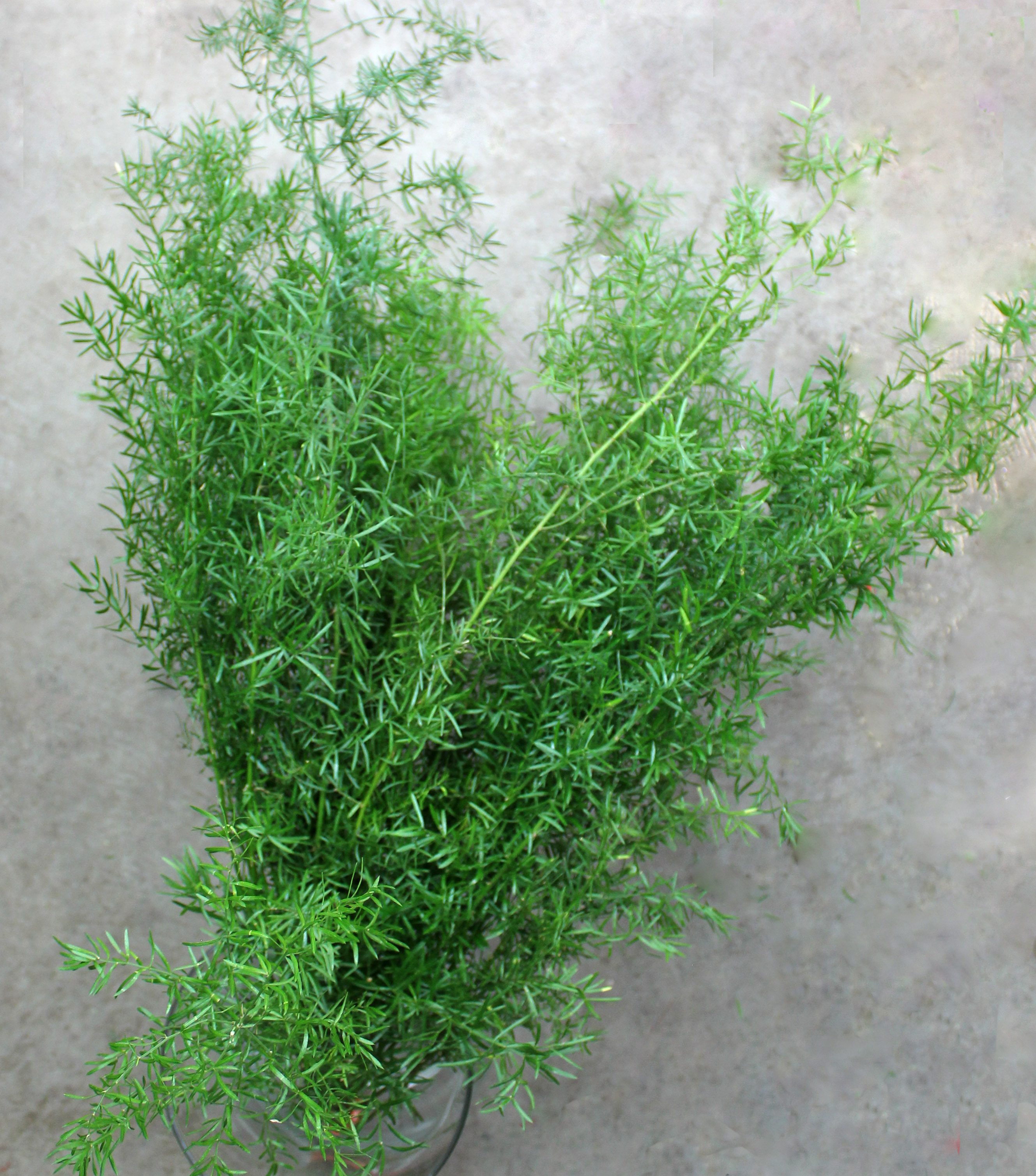 Sprengeri | Stevens and Son Wholesale Florist