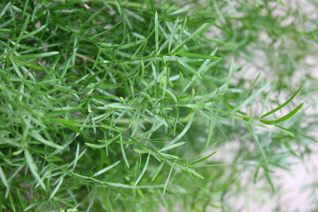 Sprengeri | Stevens and Son Wholesale Florist