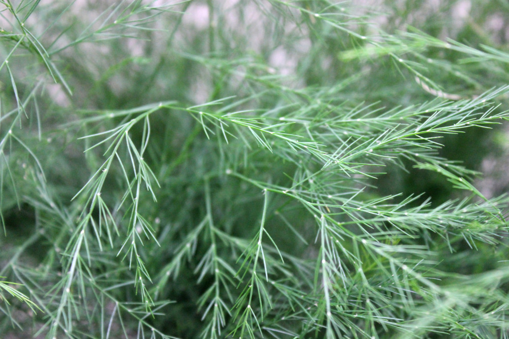 Tree Fern | Stevens and Son Wholesale Florist