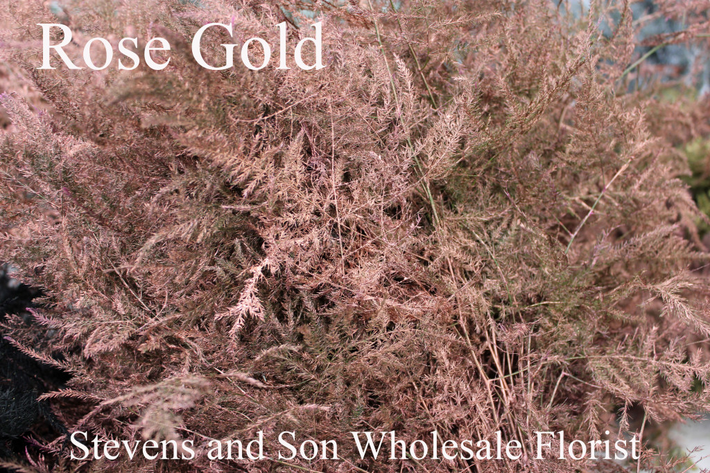 Color Enhanced Plumosa | Stevens and Son Wholesale Florist